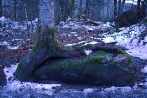 Pathetic Fallacy Made Easy: Definition, Meaning, and Examples